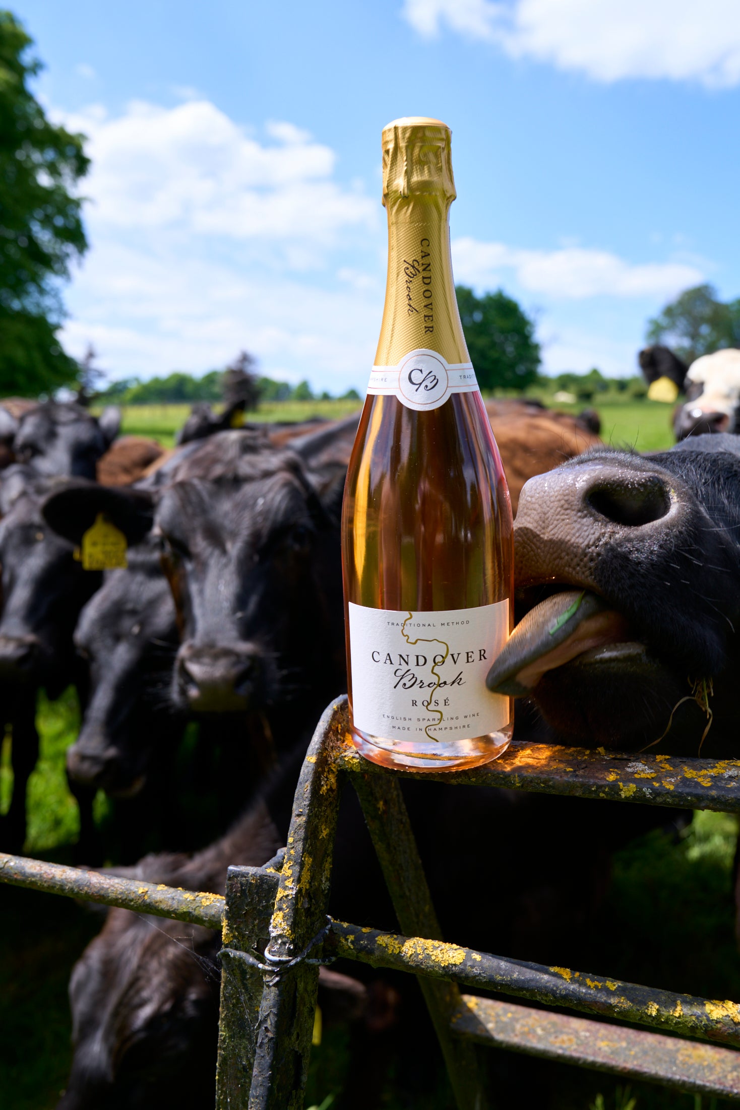 Candover Brook English Sparkling Wine